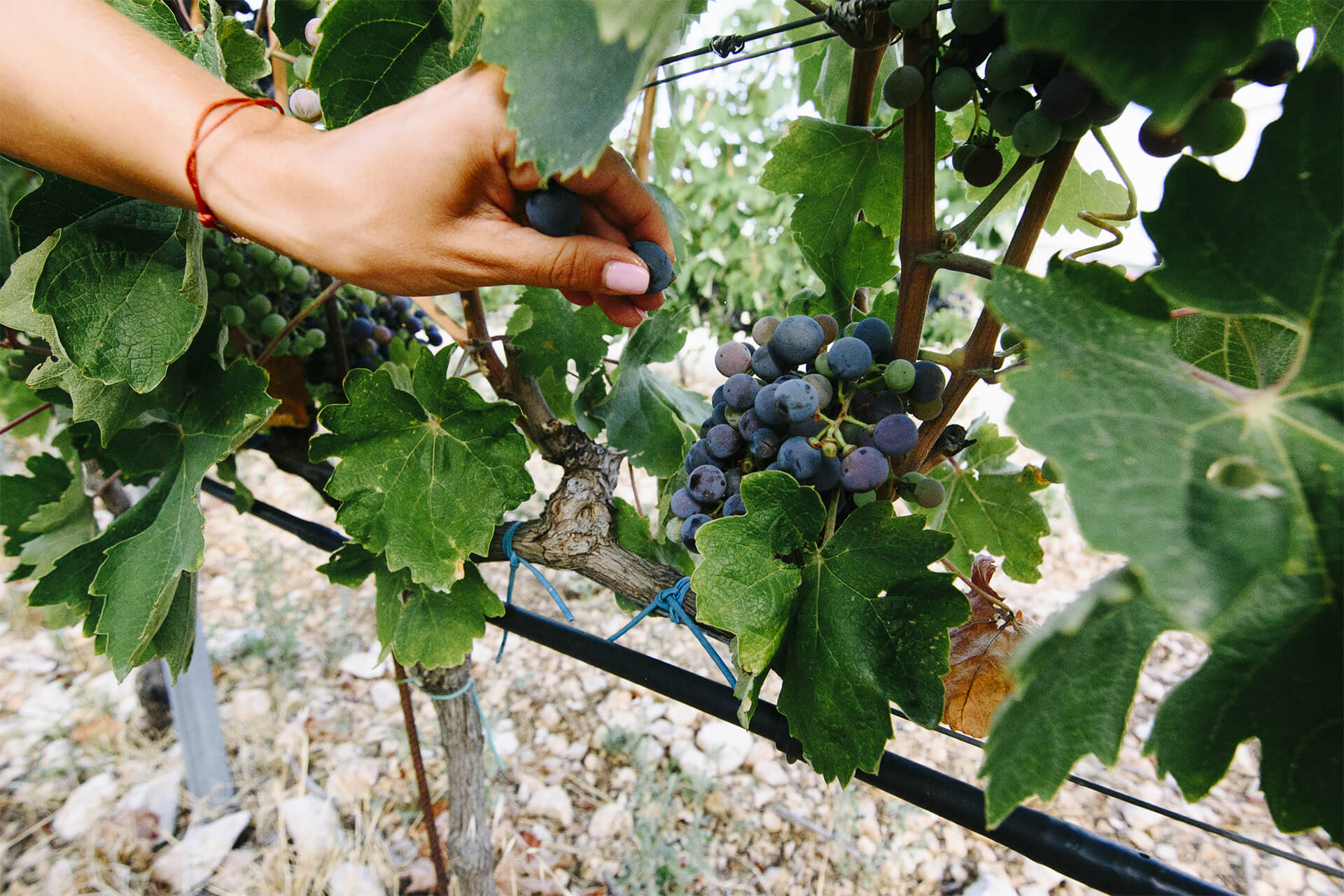 Vina i ulja webshop — Kotari